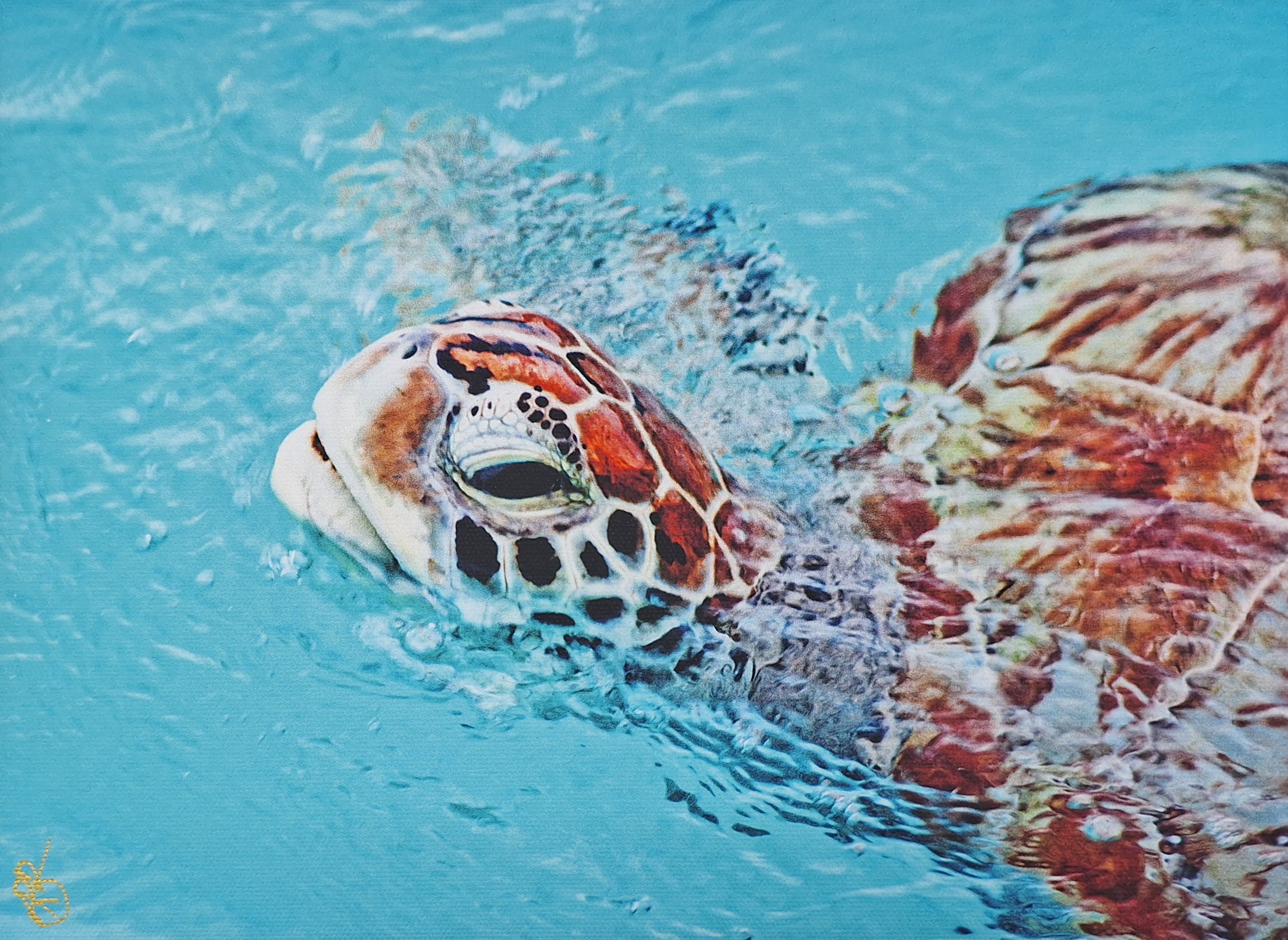 Turtle 2 by Ahmad Rasheed Boodhoo