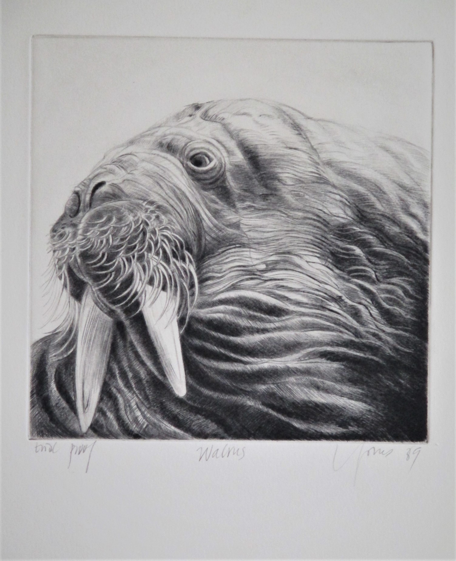 Walrus Pencil Drawing
