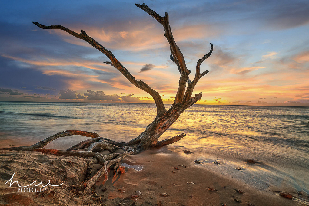 Gallery of Caribbean Art - Caribbean Artists