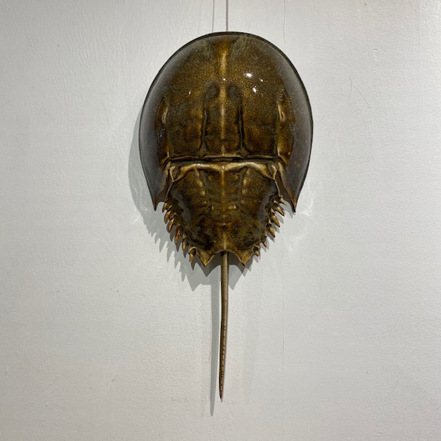 Large, Tiger eye Horseshoe Crab by Mark Rea - North Water Gallery
