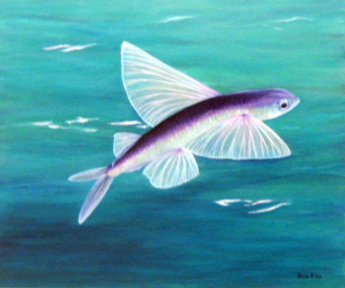 Flying Fish Art